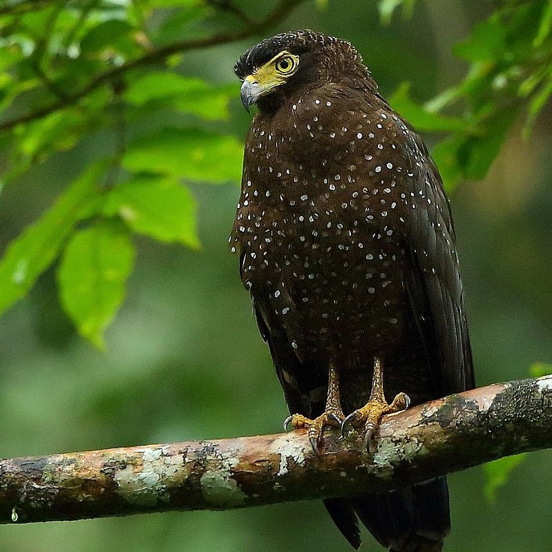 Eagles Of The World - Species