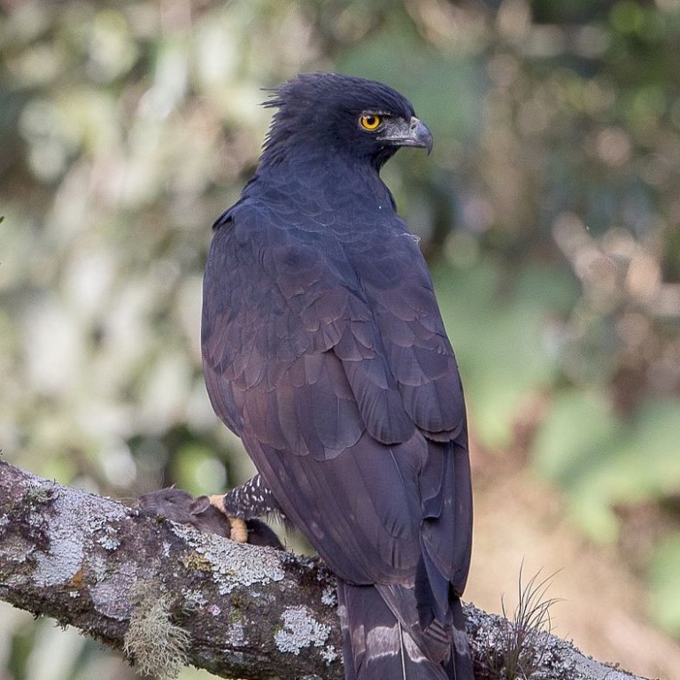 Eagles Of The World - Species