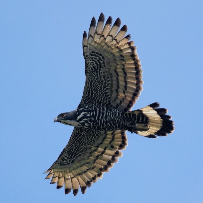 Eagles Of The World - Species