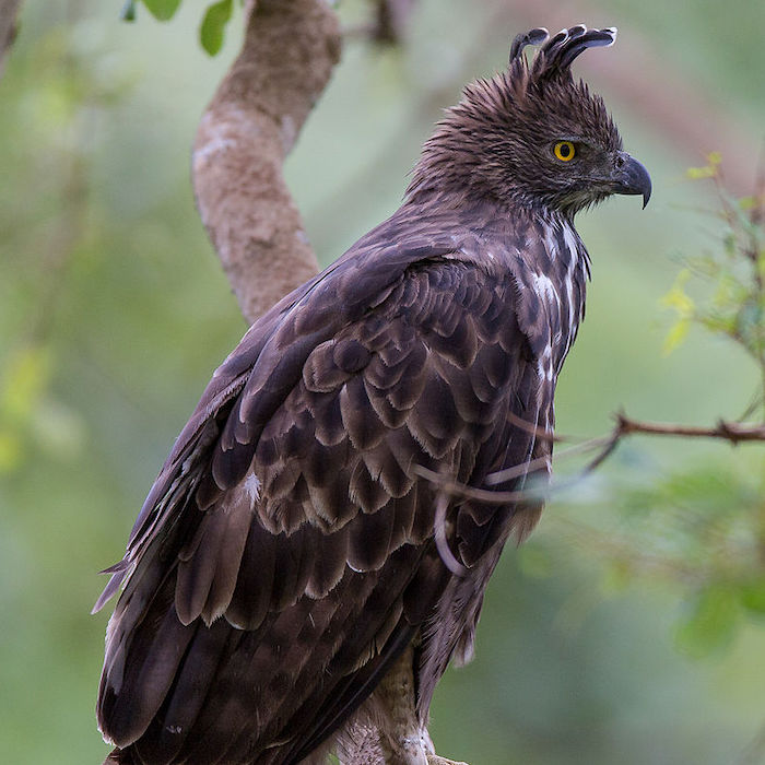 Eagles Of The World - Species