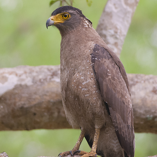 Eagles Of The World - Species