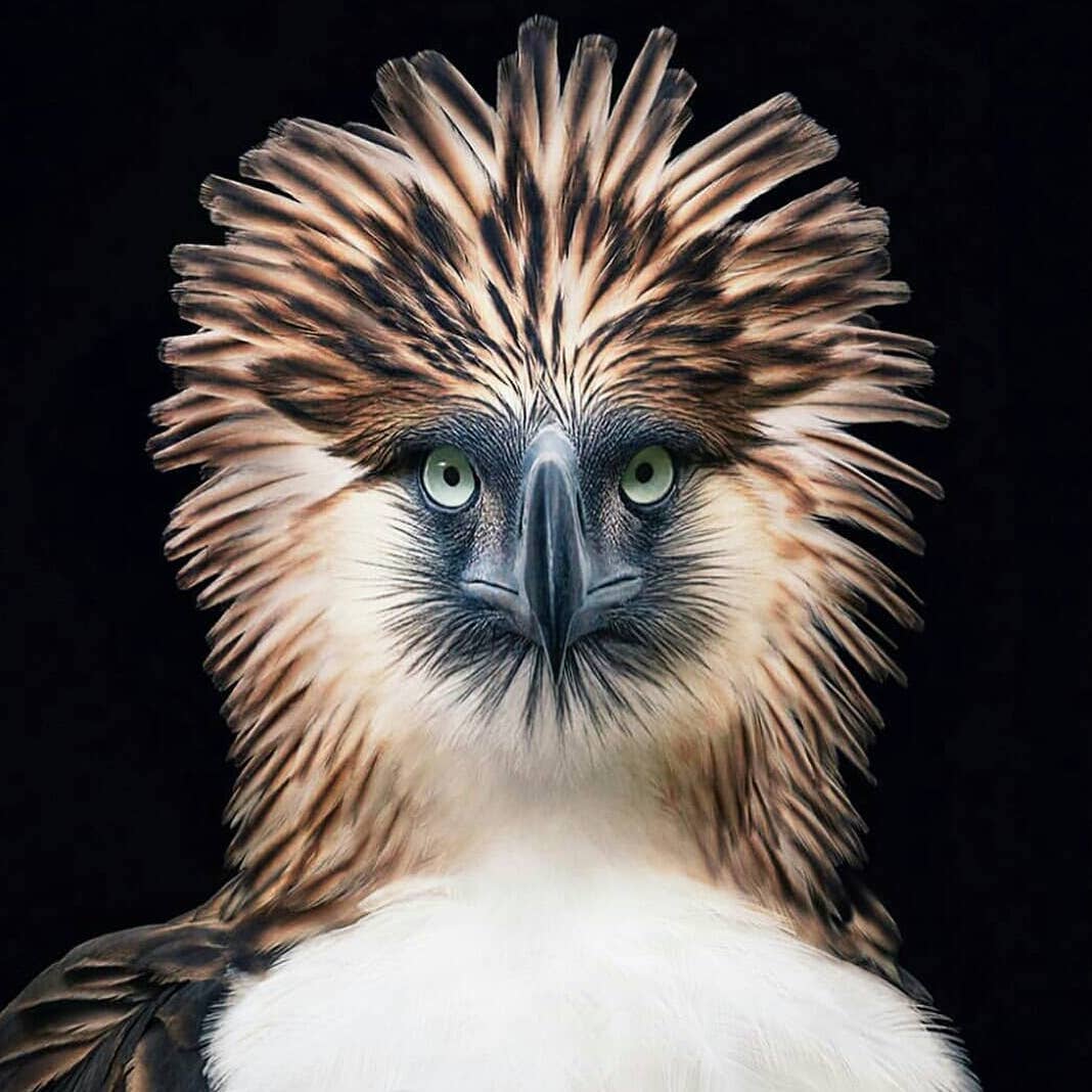 Philippine Eagle - Eagles Of The World