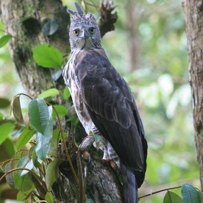 South Philippine Hawk-eagle - Eagles Of The World