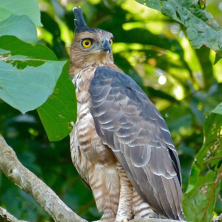 Wallace's Hawk-eagle - Eagles Of The World